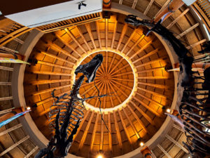 Guide to Jurassic Park at Universal Islands of Adventure - Discover ...